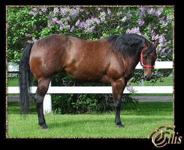 Welcome to Ellis Quarter Horse Broodmares!